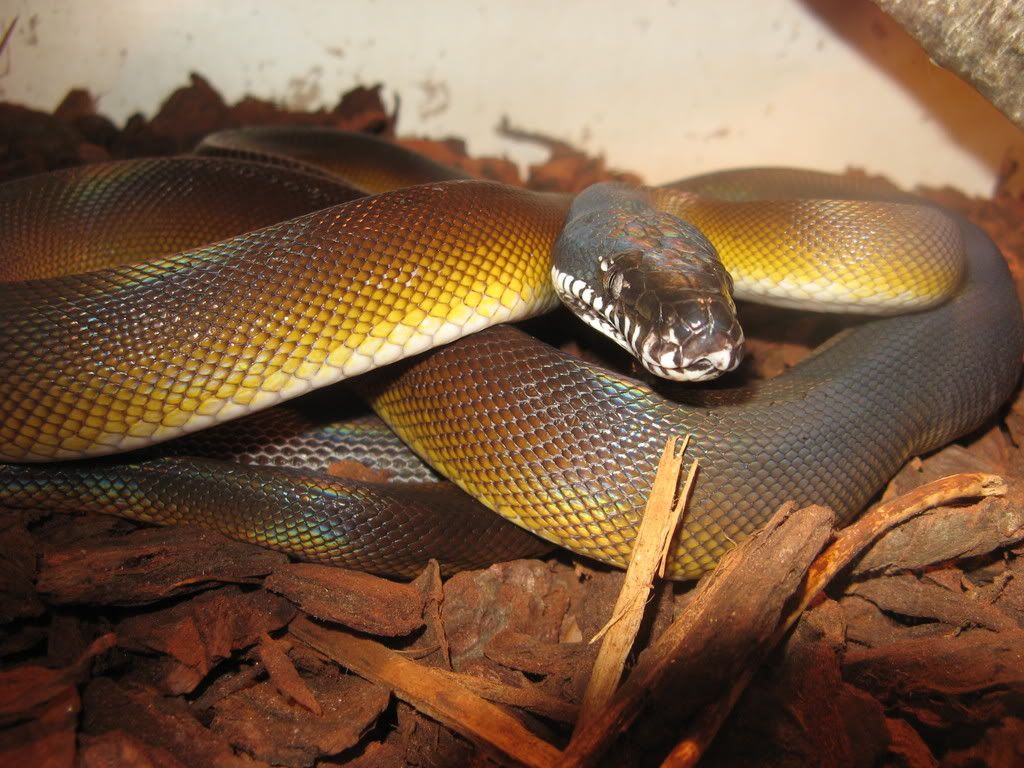 d'Alberts / white lipped python | Reptile Forums